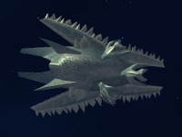 Arctia - Starsonata Wiki